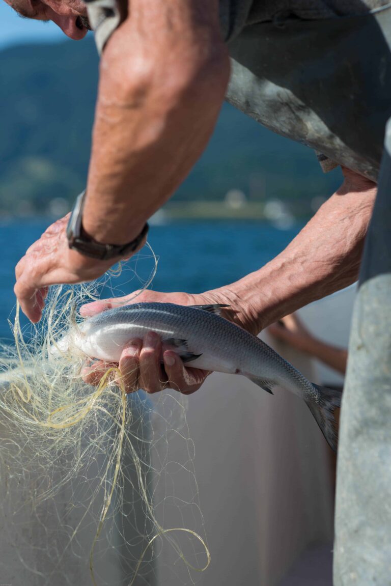 Frischer Fang aus heimischen Gewässern: Fisch nachhaltig genießen
